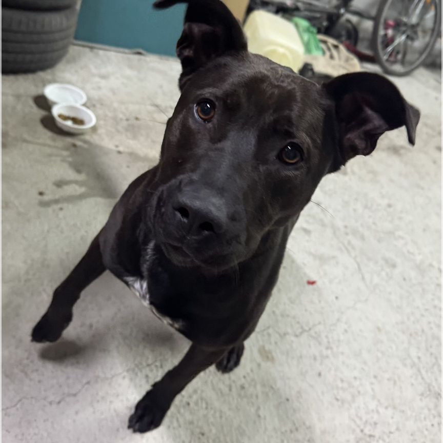 Американский питбультерьер, щенок