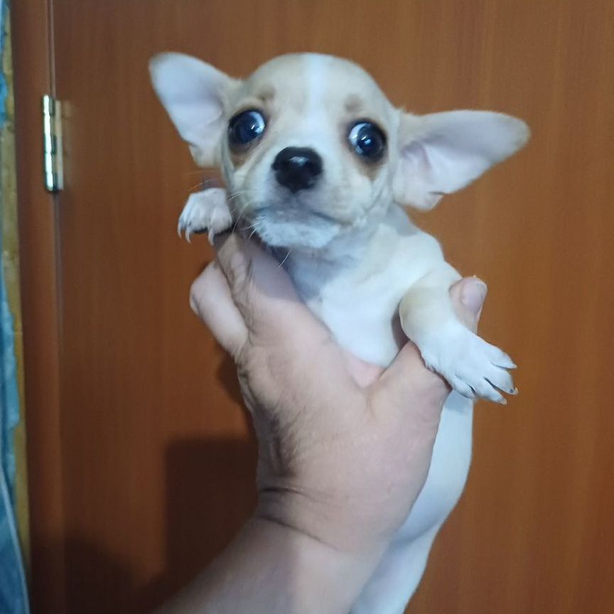 Качественые щенки мини той-терьера разного пола