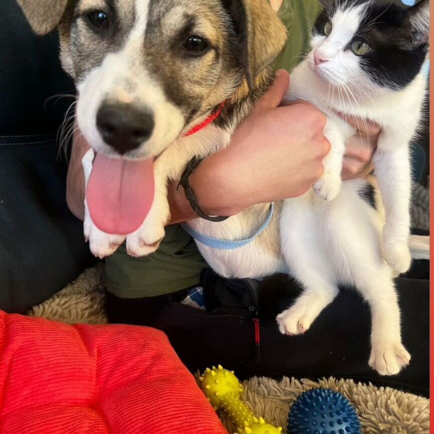 Щенок в добрые руки бесплатно