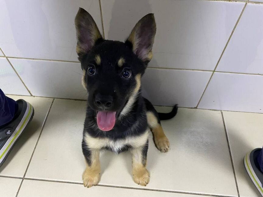 Супер очаровательная лилиили просто Лиля ищет Дом