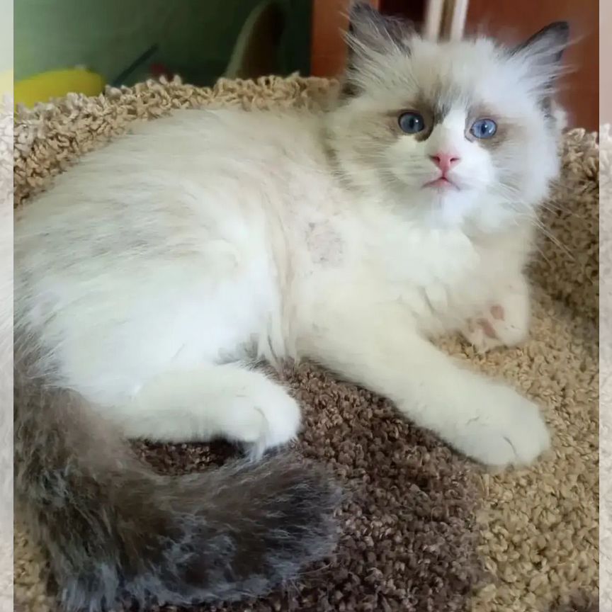 Рэгдолл котёнок