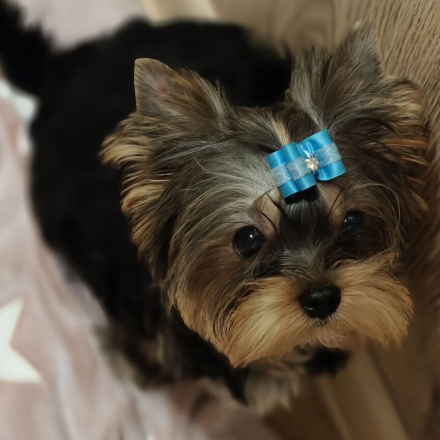 Йоркширский терьер, щенок