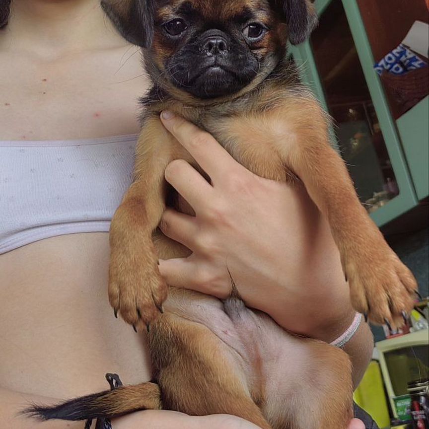 Пти брабарсон