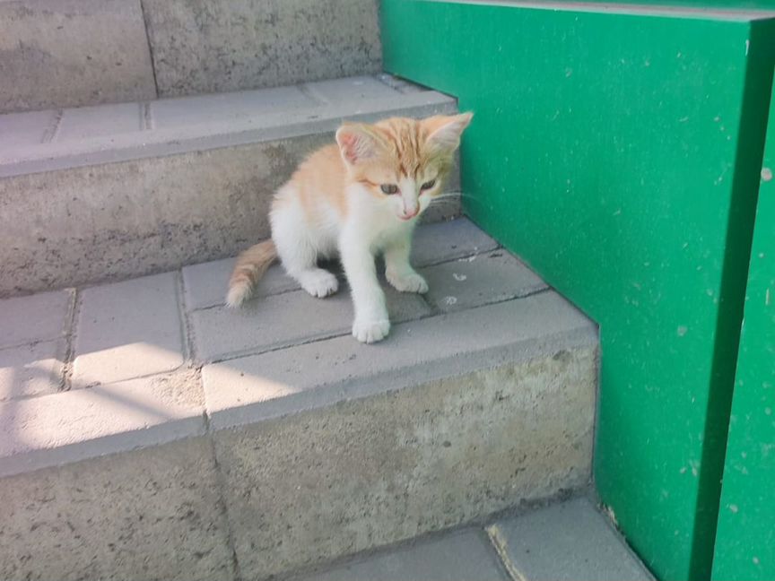 Котенок мальчик в добрые руки