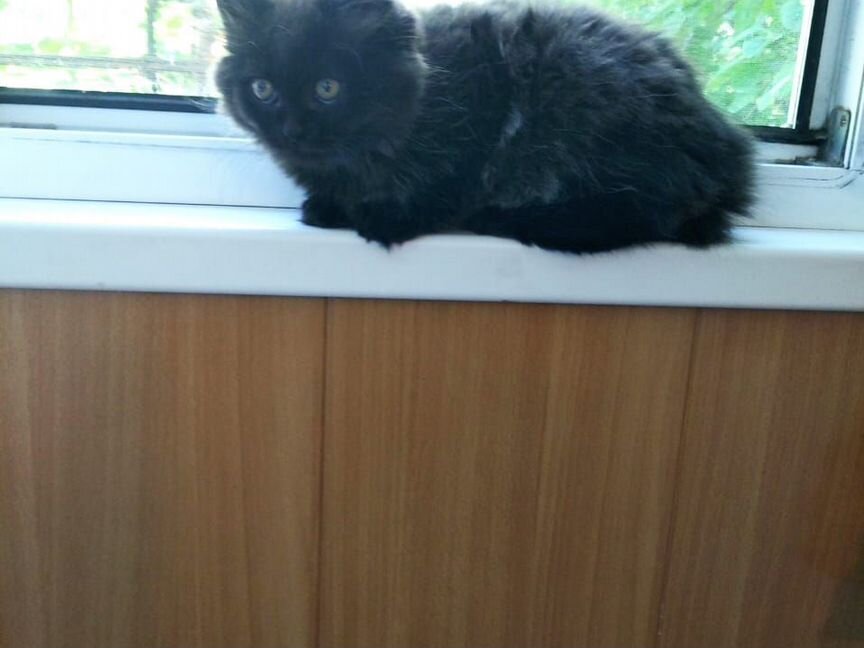 Отдам котенка в добрые руки