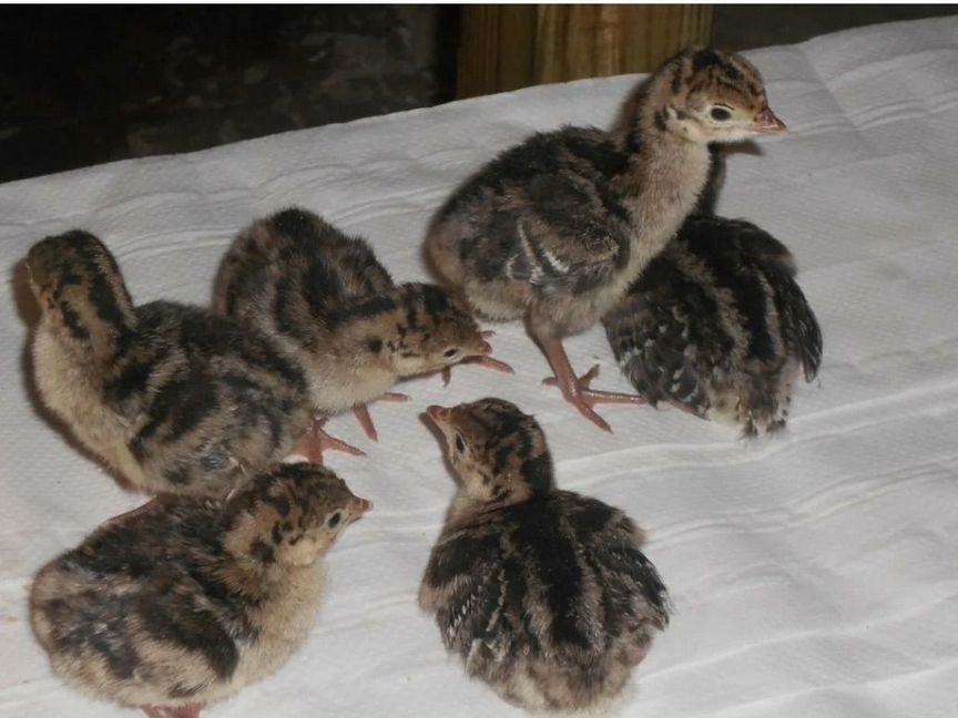 Индюшата породы бронза 708