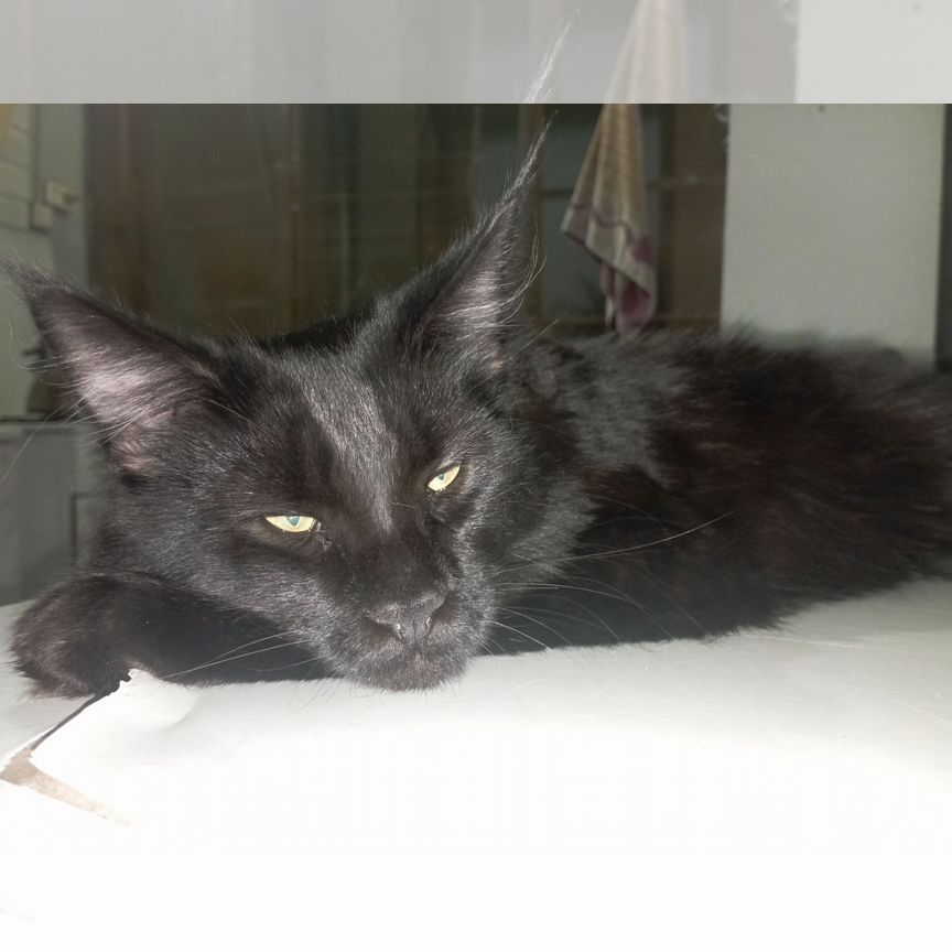 Мейн-кун, взрослый кот