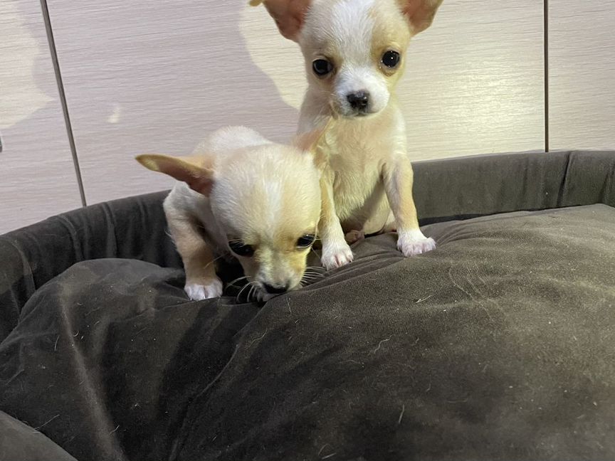 Щенки чихуахуа мини