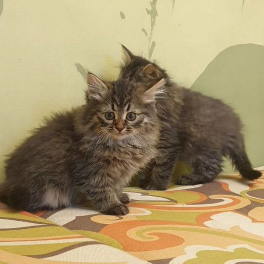 Сибирский котёнок