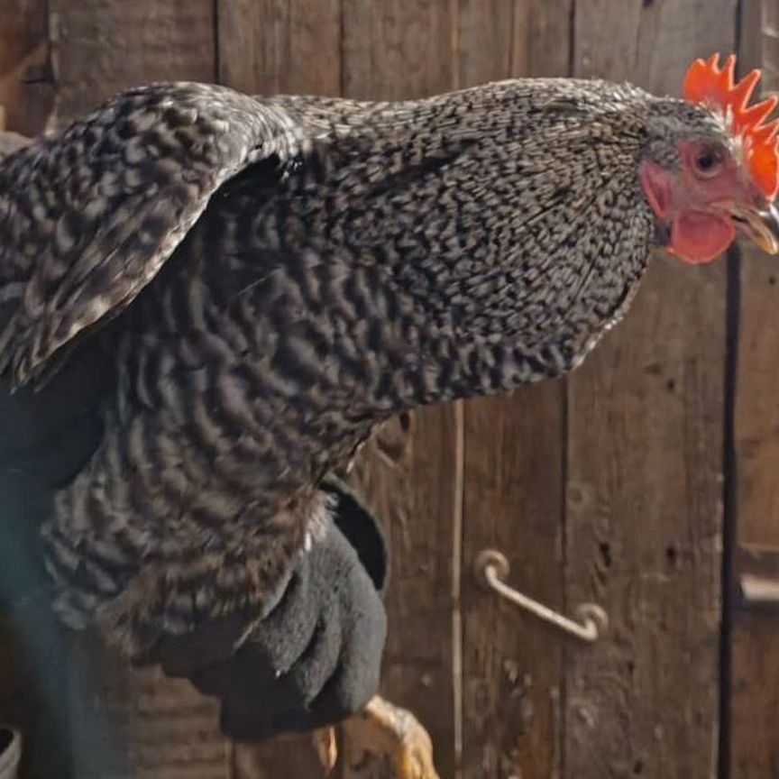 Молодые петухи домашние