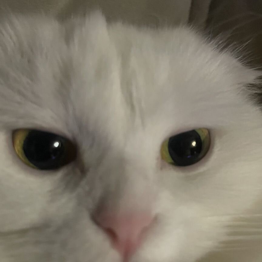 Кошка для вязки шотландка