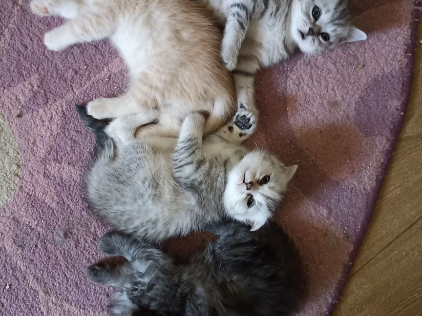 Шотландские вислоухие котята