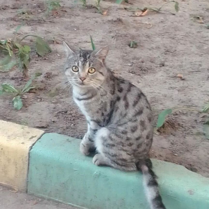 Котик в добрые руки