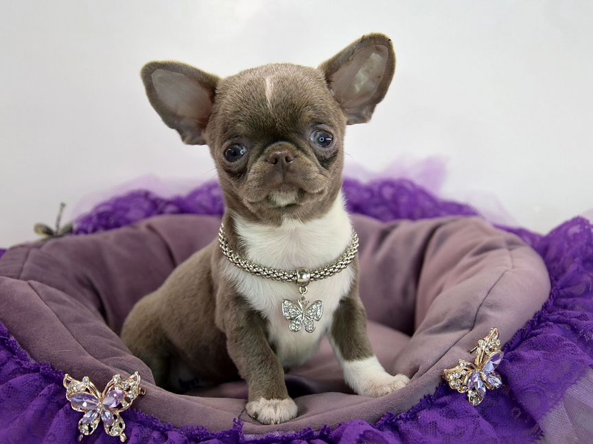 Лиловая куколка