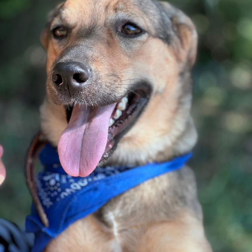 Щенок девочка