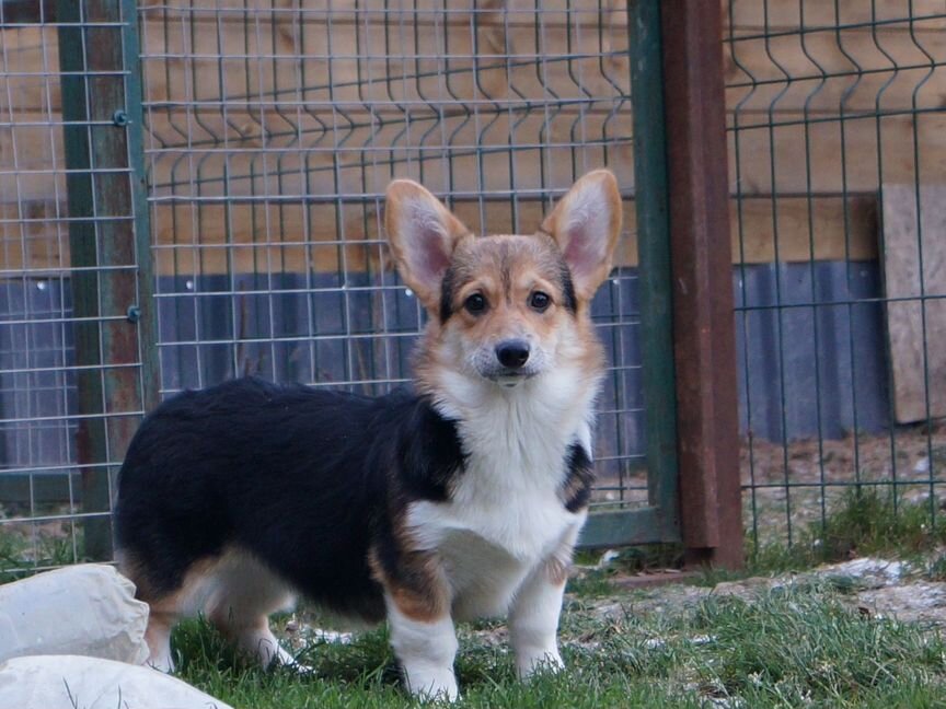 Сладкие коржата