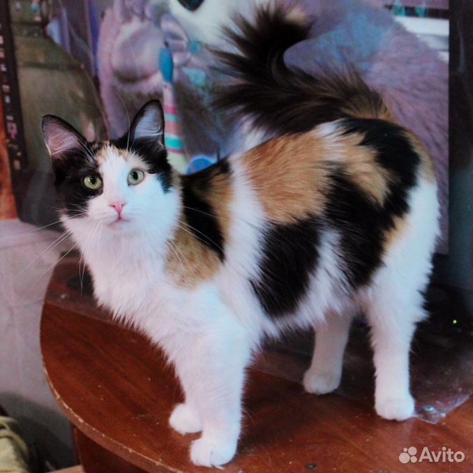 Трехцветная киса