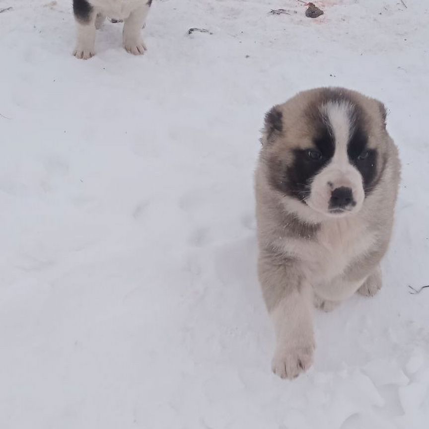 Продам щенков Алабая