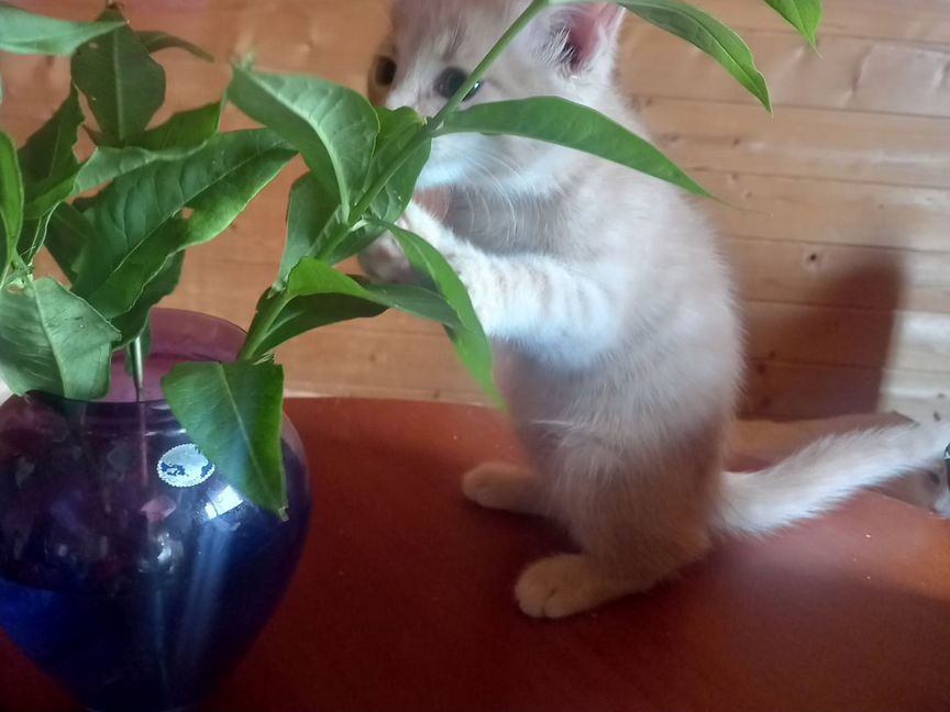Маленький шкода- Рыж.Котик