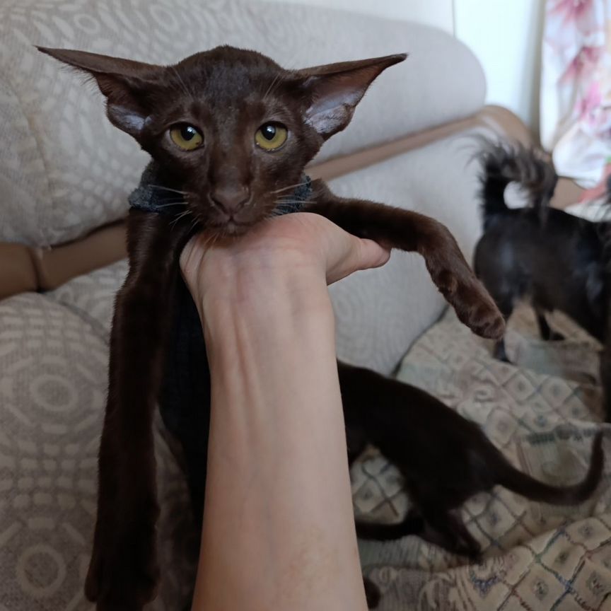 Ориентальная кошка шоколад(котенок)