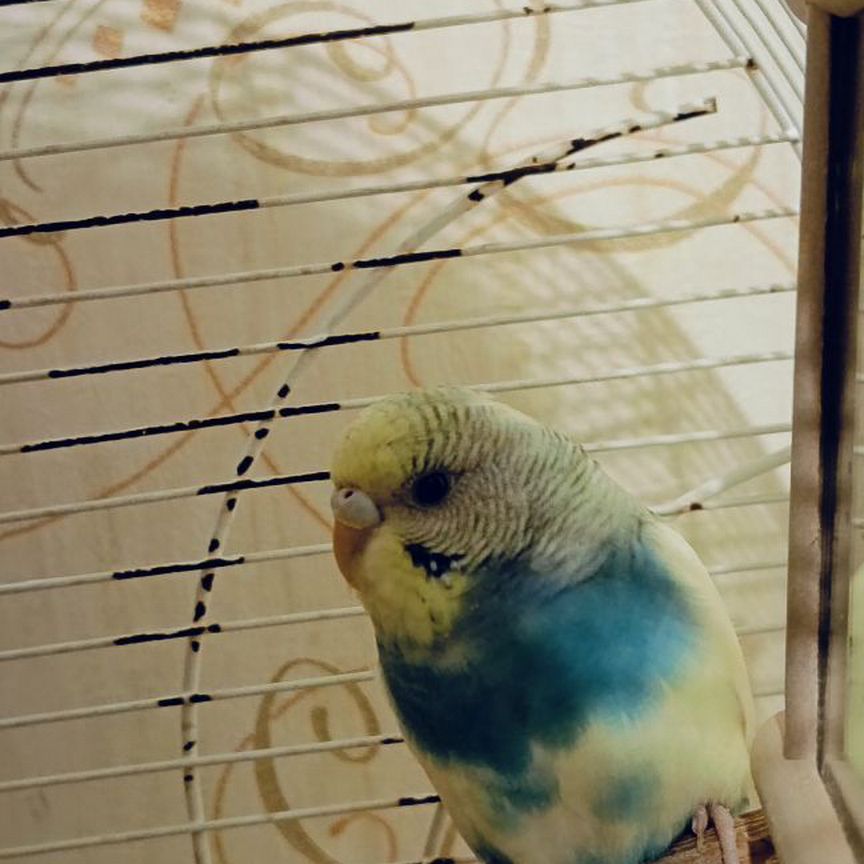 Волнистый попугай с клеткой