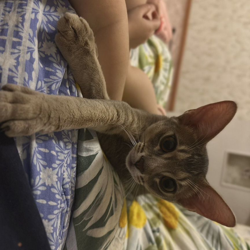 Абиссинский котенок