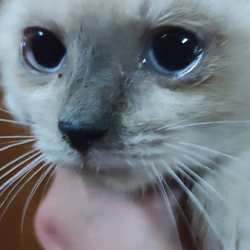 Котенок с голубыми глазами