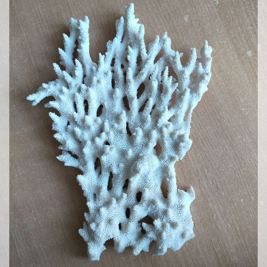 Большой морской коралл