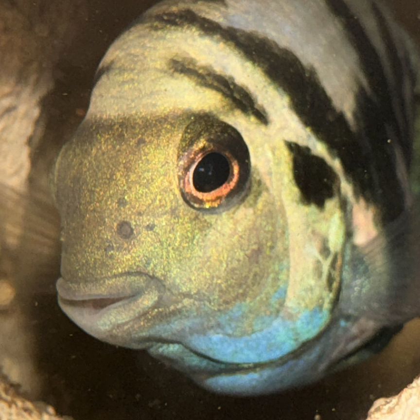 Сапфировый попугай