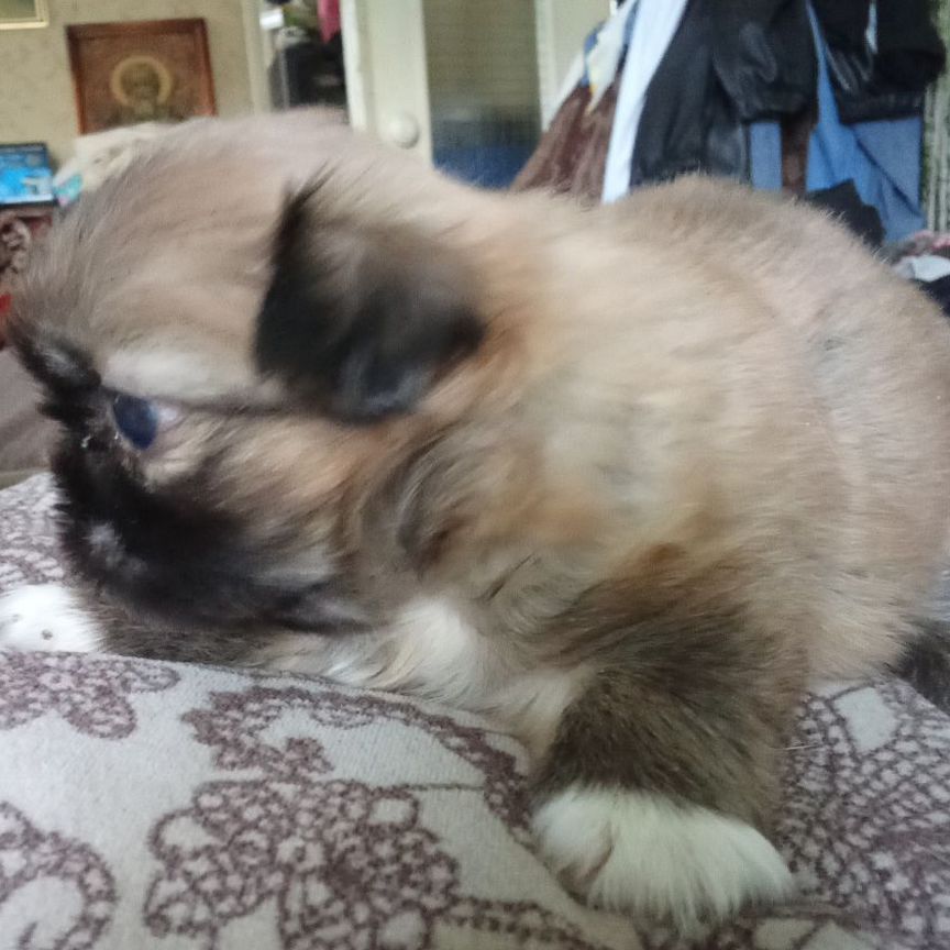 Пекинес, щенок