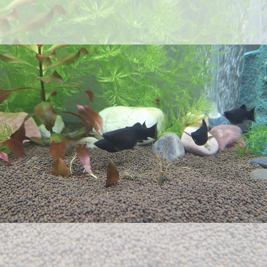 Аквариумные рыбки. Моллинезия черная