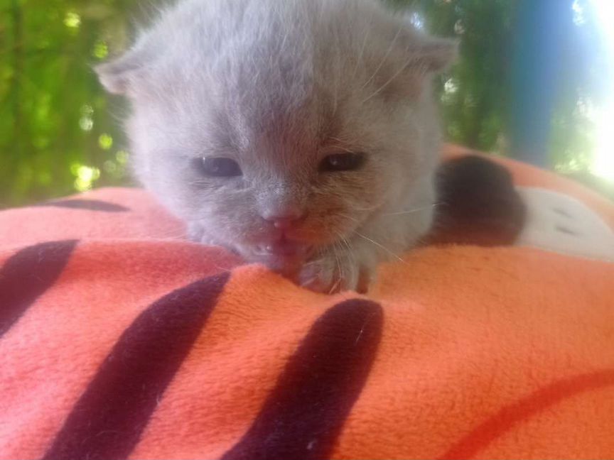 Британская вислоухая, кот