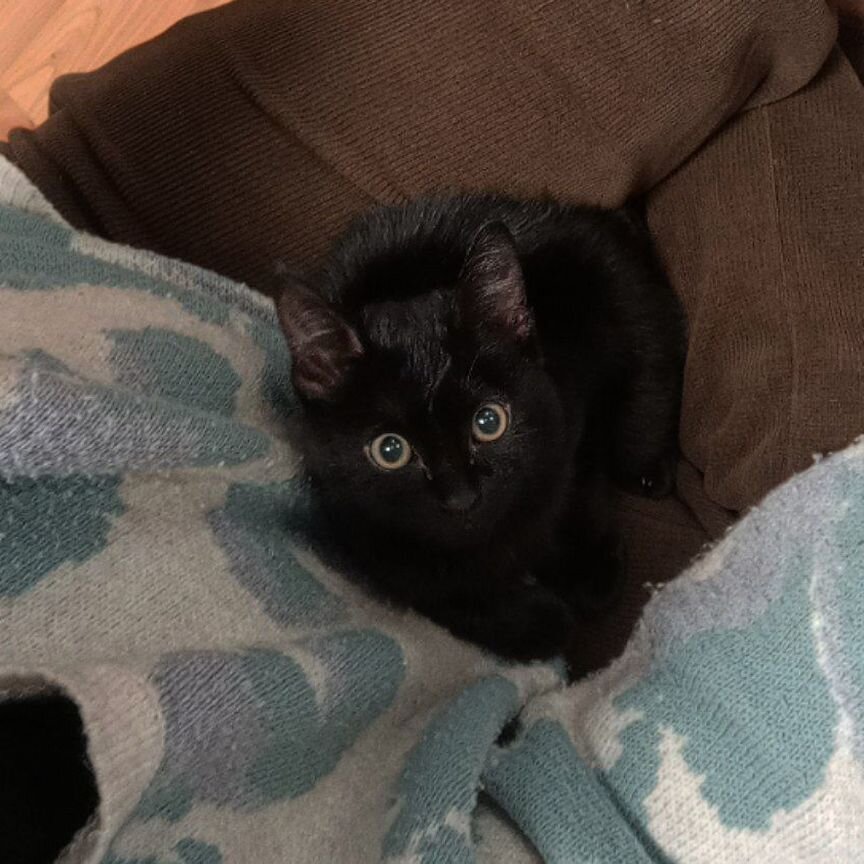 Черный котенок