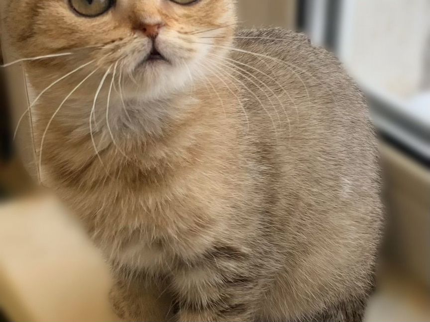 Котик золотце
