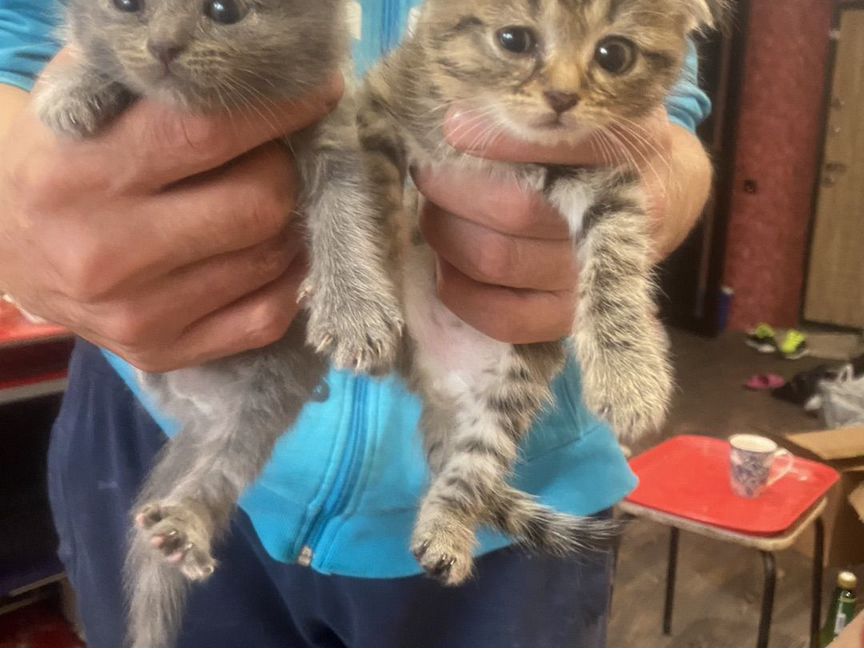 Шотландские вислоухие котята