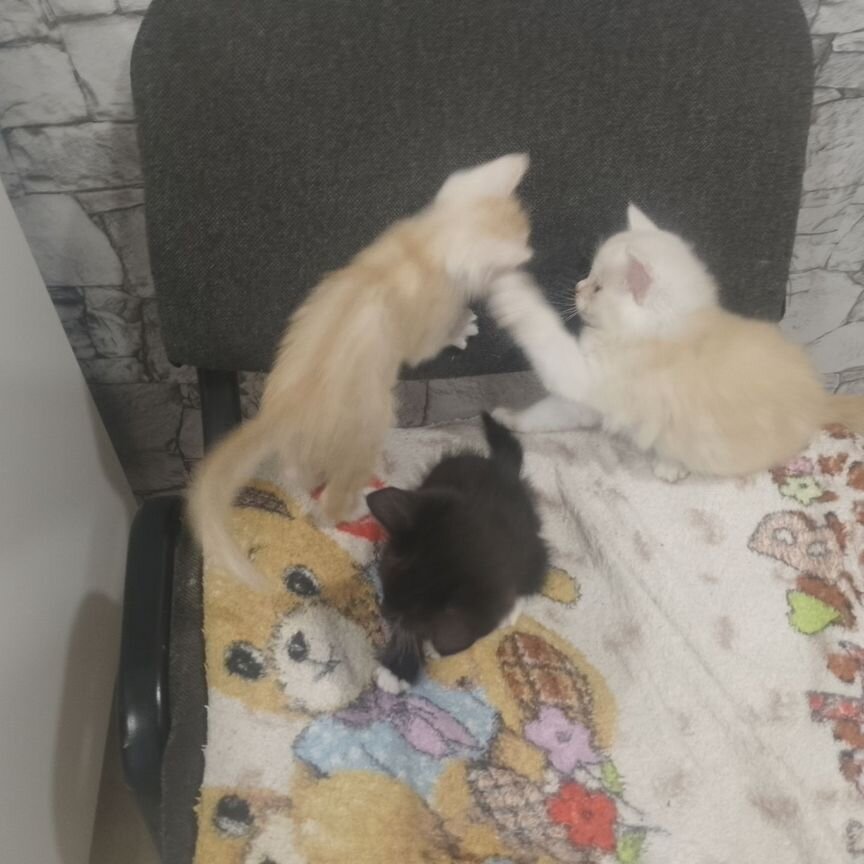 Одам котят в добрые руки