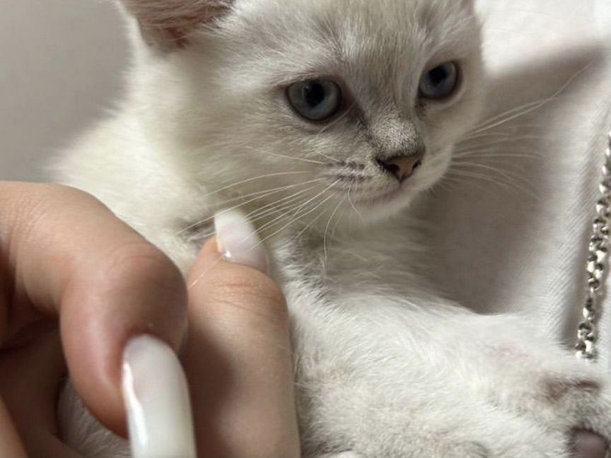 Британская кошка