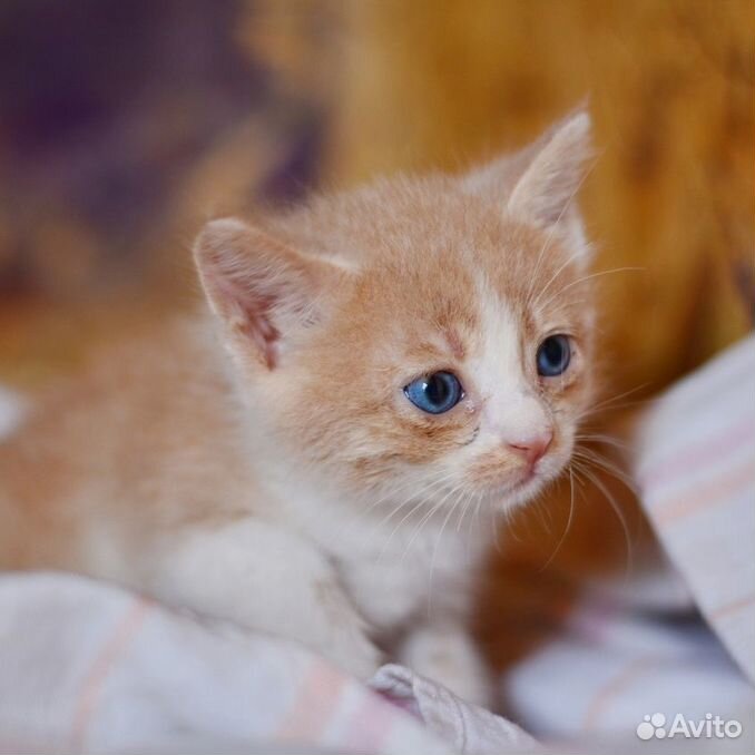 Нано-котята Артурчик и Бубочка ждут добрых хозяев