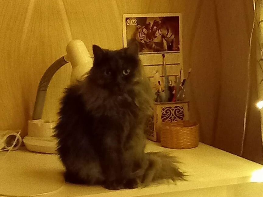 Кошка джессика