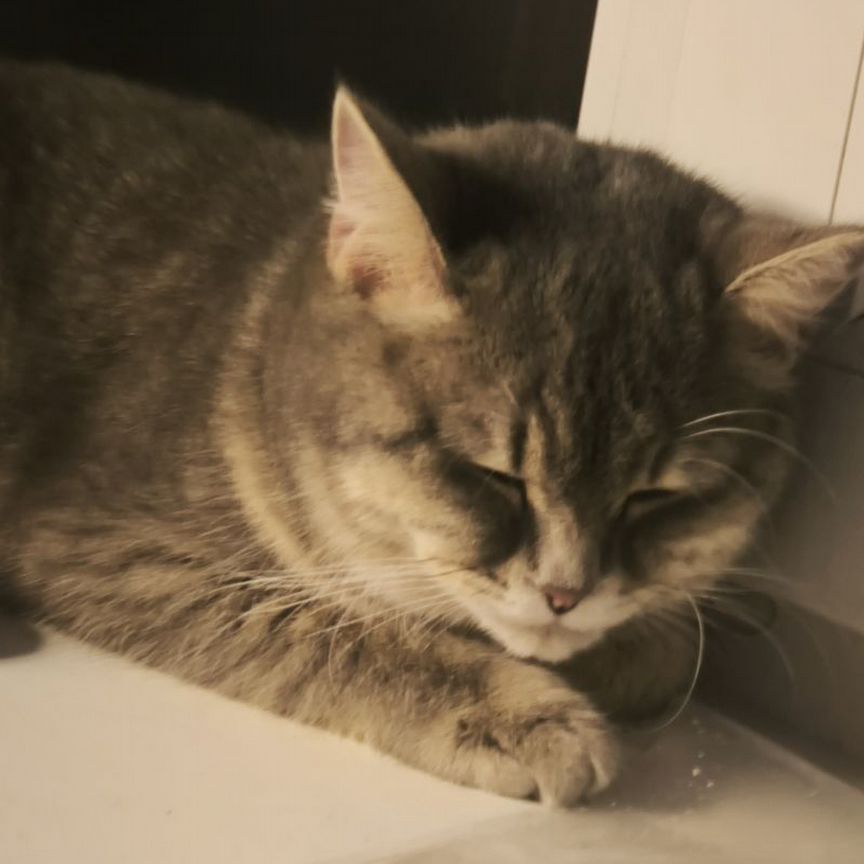 Взрослый кот в добрые руки