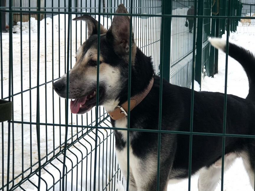 Молодой пес Гуффи ищет дом