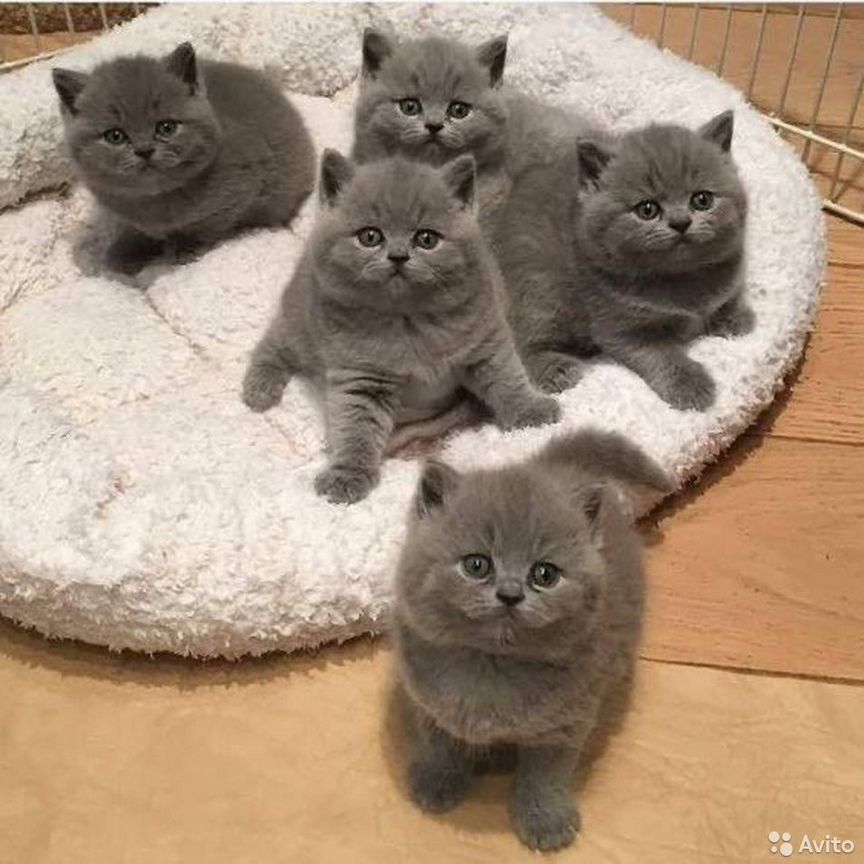 Британские котята