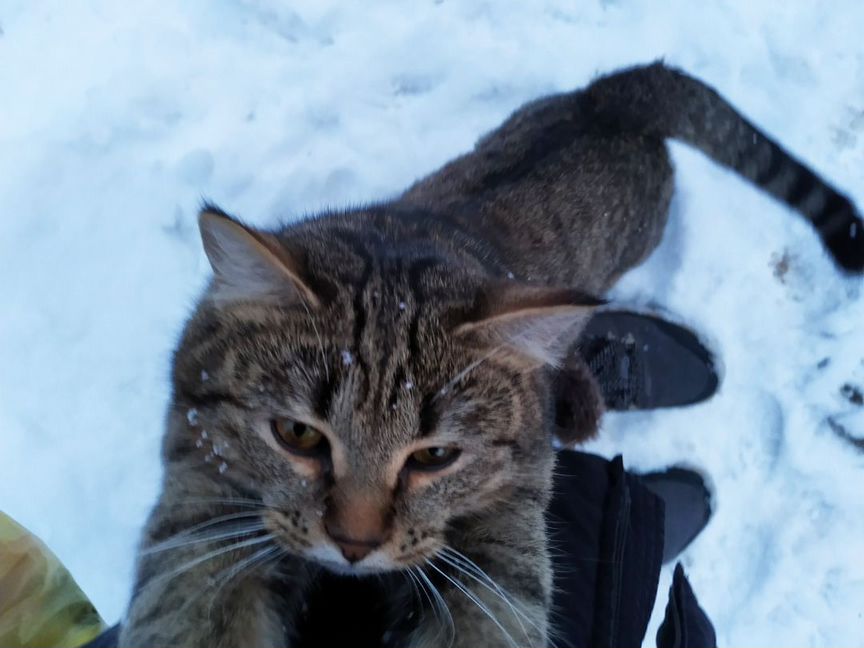 Тигровый кот