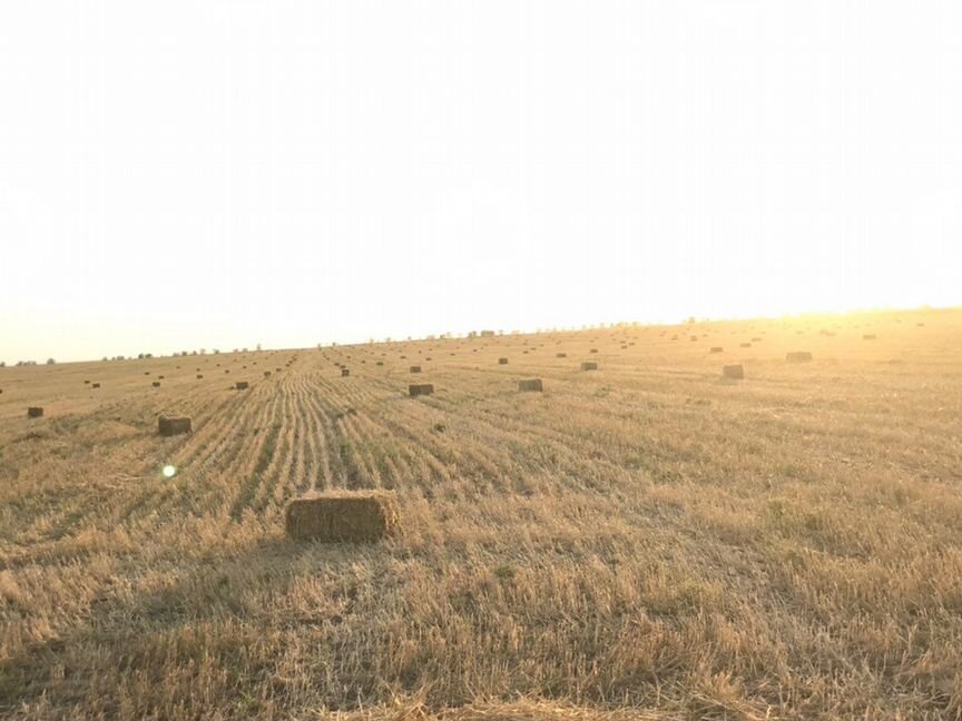 Солома пшеничная