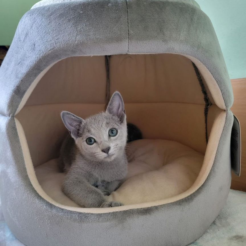 Котенок русская голубая