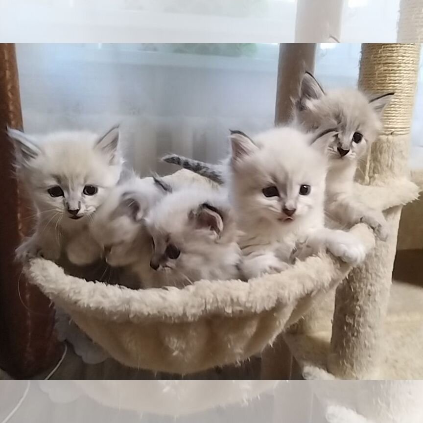 Котята невская маскарадная
