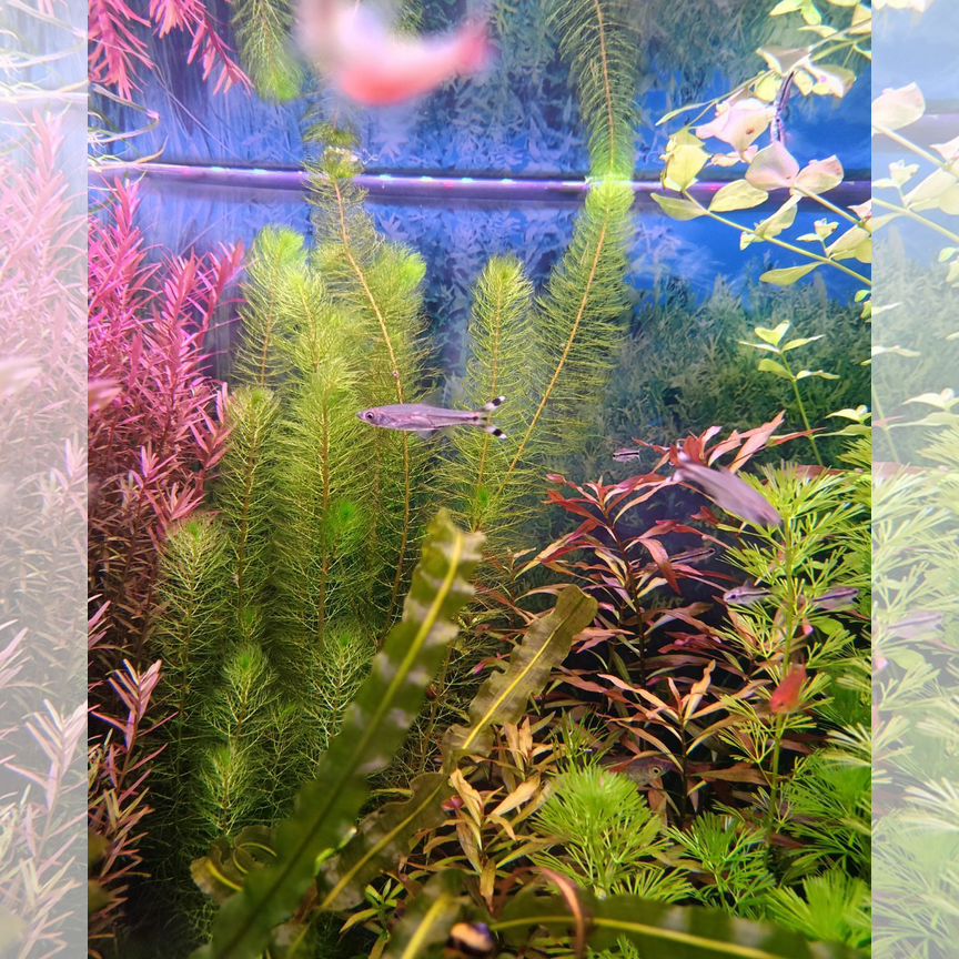 Аквариумные растения