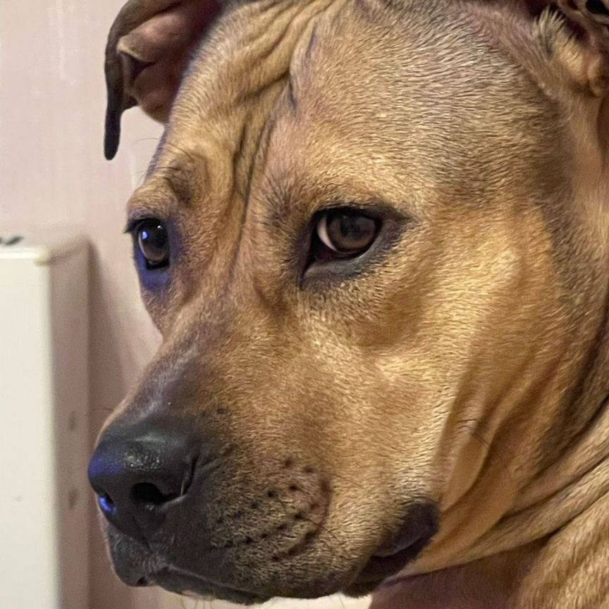 Красивая ам. Стаффочка в добрые руки