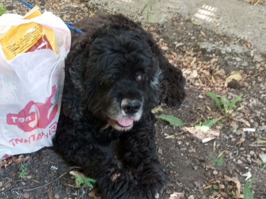 Собака в добрые руки отдам бесплатно