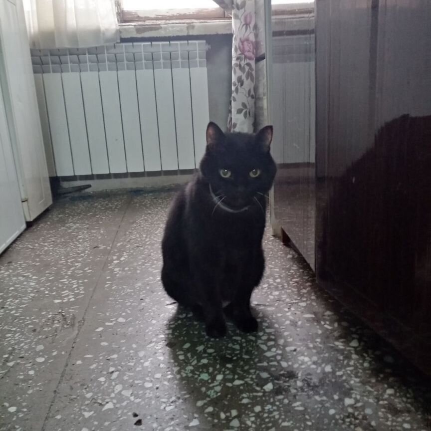 Найдена кошечка